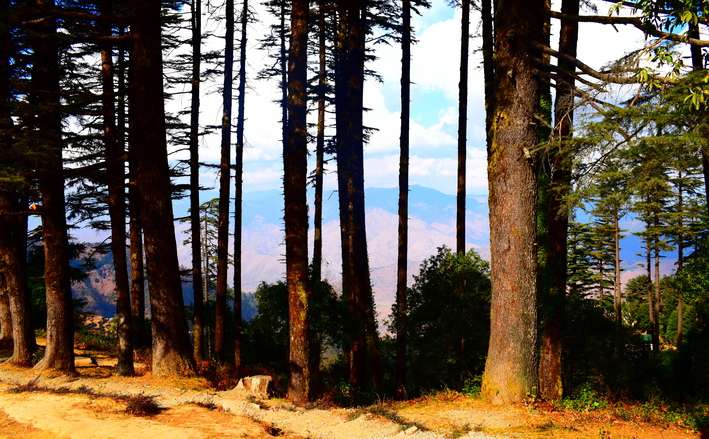 7 Nights 8 Days Auli Sightseeing Package | Book Auli Sightseeing Tour