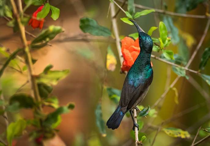 2 Nights 3 Days Kabini Packages - Kabini Wildlife Packages