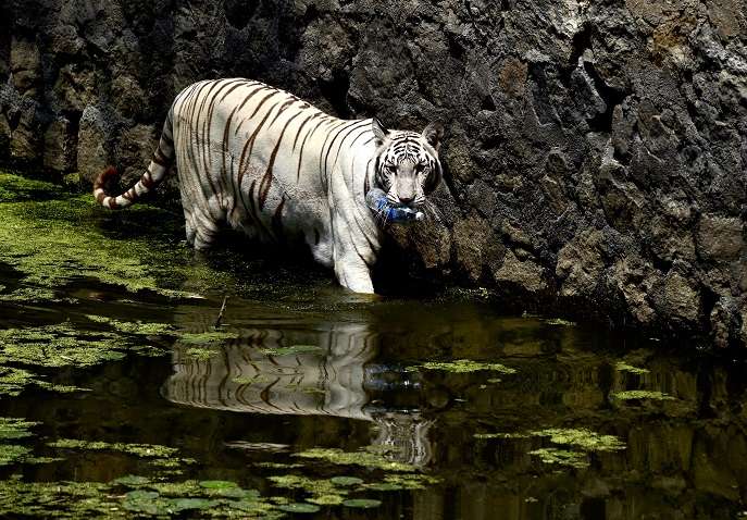 1 Day Vandalur Zoo Tour Packages - Vandalur 1 Day Trip Packages