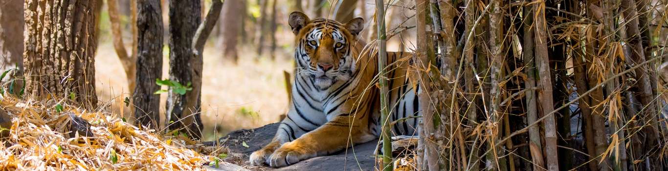 Bannerghatta National Park in Bangalore, Karnataka (Timings, Cost ...