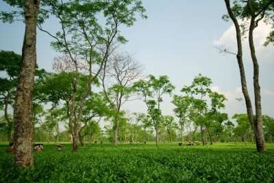 15 Best Tea Estates In Assam That Are A Must-Visit For All