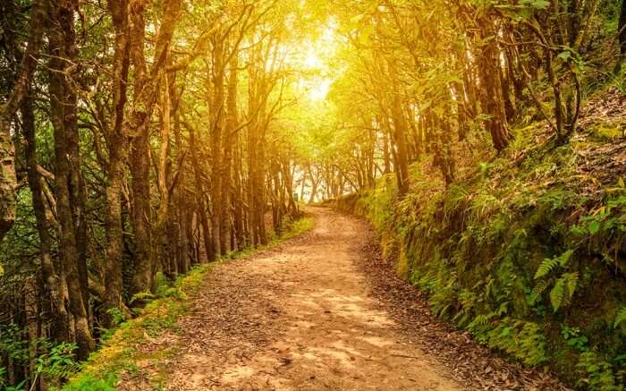 28 Best Things To Do In Coorg (With Photos): A Beautifiul Escape For 2022!
