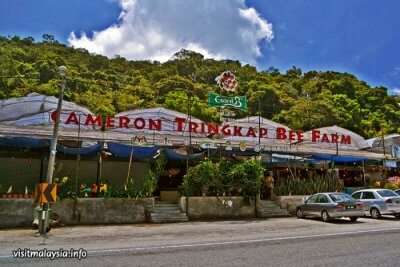 Cameron Highlands: Top 6 Cameron Highlands Attractions In 2022!