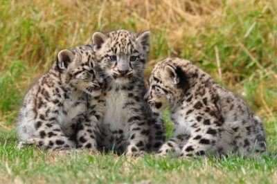 Sakteng Wildlife Sanctuary: Explore The Mystic Wild