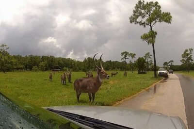 8 Top-Rated Safaris In Miami For Those Who Love The Wild!