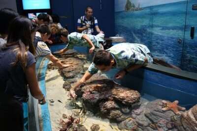 Mauritius Aquarium: Explore The Marine Life Of Mauritius!