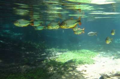 Scuba Diving In Brazil: Dive For One Of The Best Adventures