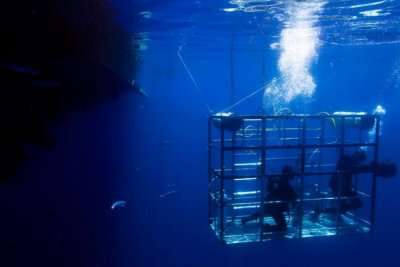 10 Best Places To Go For Scuba Diving In Cape Town!