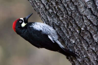 Monaco Wildlife: For An Extravagant Tour Of The Country’s Charming ...