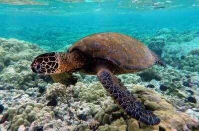 12 Types Of Wildlife In Bahamas You Must Watch On Your Trip