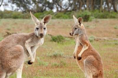 8 Queensland Wildlife Creatures You Must Not Miss Witnessing