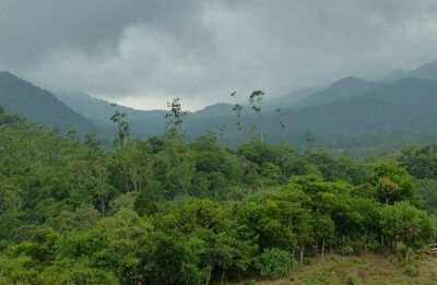 Monsoon In Wayanad 2022: A Guide For Getting Closer To Nature Like ...