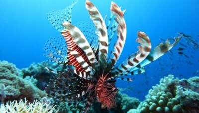 Snorkeling In Texas: 7 Places For Amazing Underwater Experience