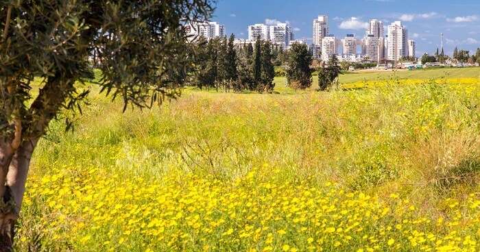 7 Must-Try Things To Do In Rehovot For A Worthwhile Trip!