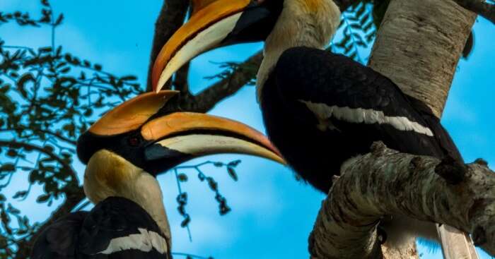 These Top 5 National Parks In Nagaland Souldn't Be Skipped