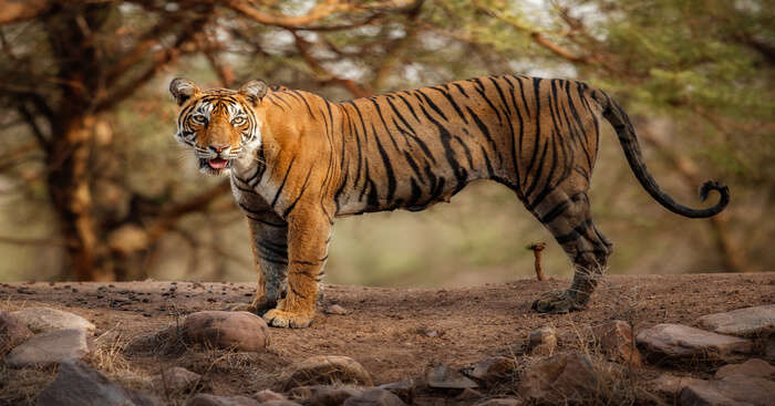 6 Top National Parks In Maharashtra That Are Worth Visiting!