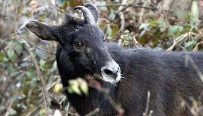 Sikkim Wildlife: 8 National Parks And Sanctuaries To Witness It