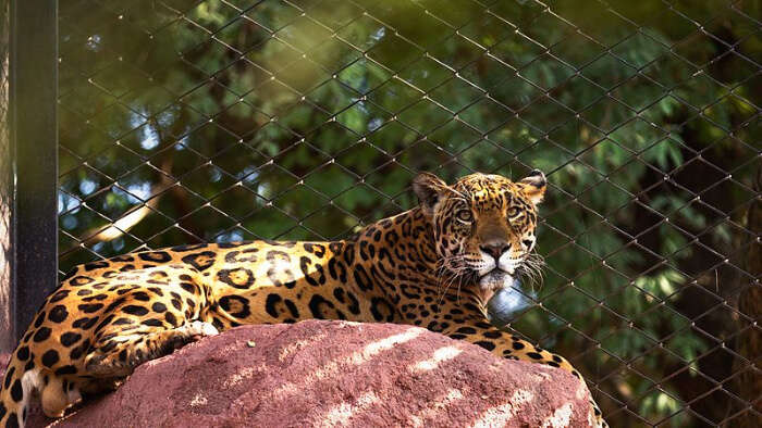 Chhatbir Zoo Chandigarh: A Detailed Guide To The Best Experiences In 2022