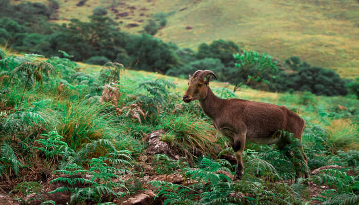 Coorg Vs Munnar: Which One Pleases You More For Your 2022 Vacay!