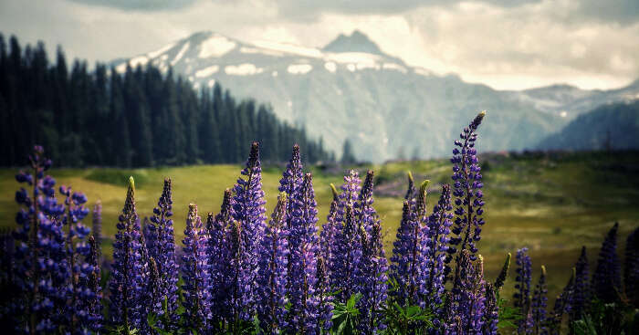 14 Places To Visit In Gulmarg In Summer On Your Trip In 2025