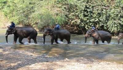 7 Places For Elephant Trekking In Phuket That Must Be Explored