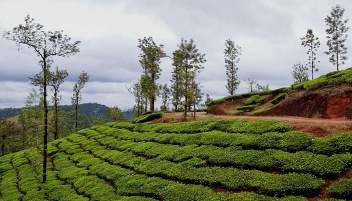 21 Mesmerising Hill Stations Near Coimbatore To Visit In 2022!