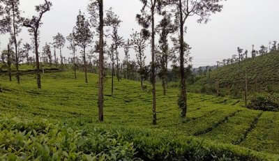 Coorg In Summer 2022: Best Places To See And Things To Do