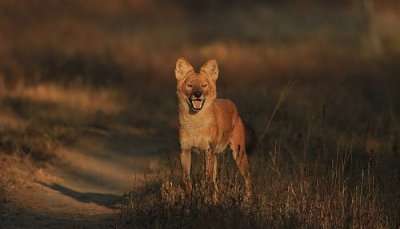 7 Wildlife Sanctuaries In Goa To Witness Flora & Fauna In 2022