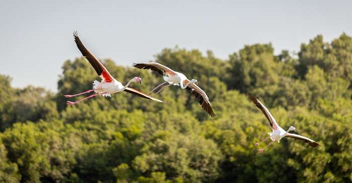Ras Al Khor Wildlife Sanctuary - A Hidden Gem For Birdwatchers