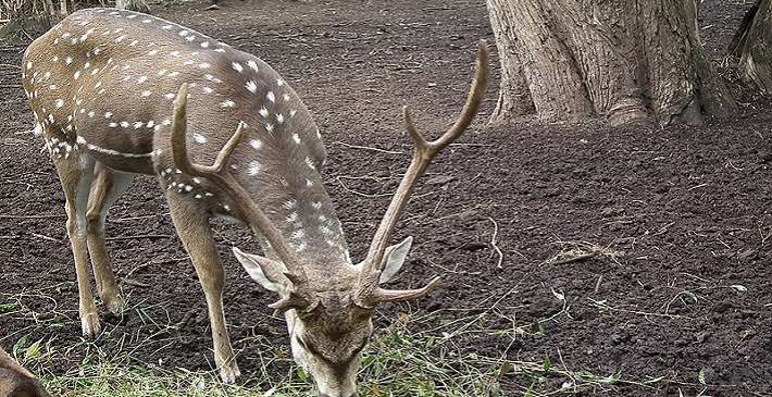 Nisargadhama Deer Park Is A Hidden Gem Of Coorg