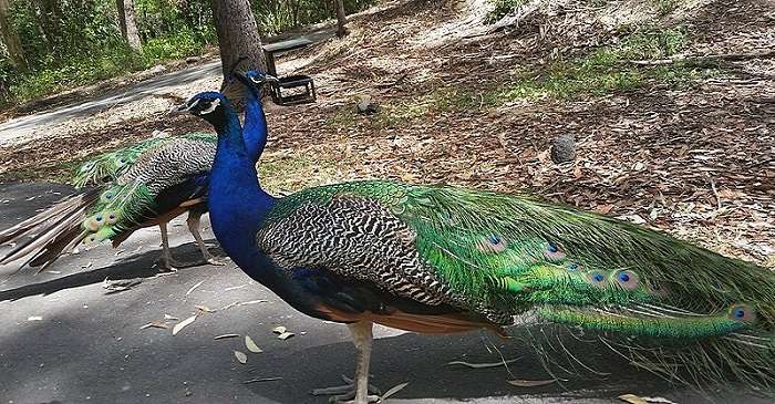 Currumbin Wildlife Sanctuary A Place for Nature Lovers