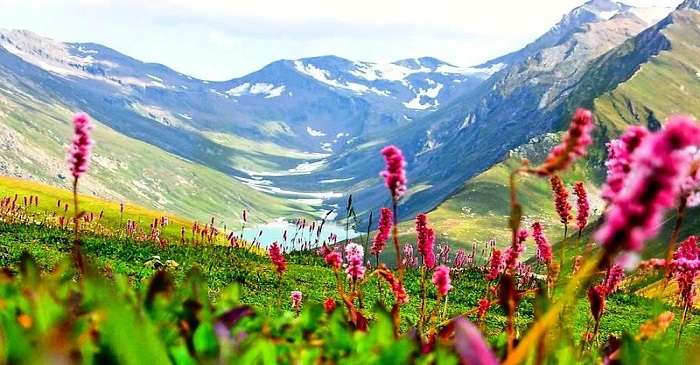Kashmir Flower Wallpaper Valley Beautiful Kashmir Valley