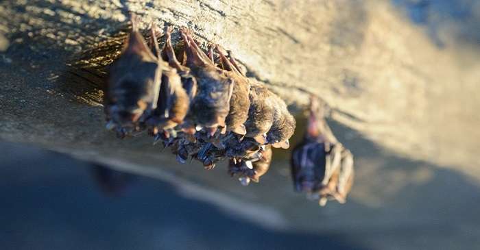 Battambang Bat Caves Guide And Everything You Need To Know