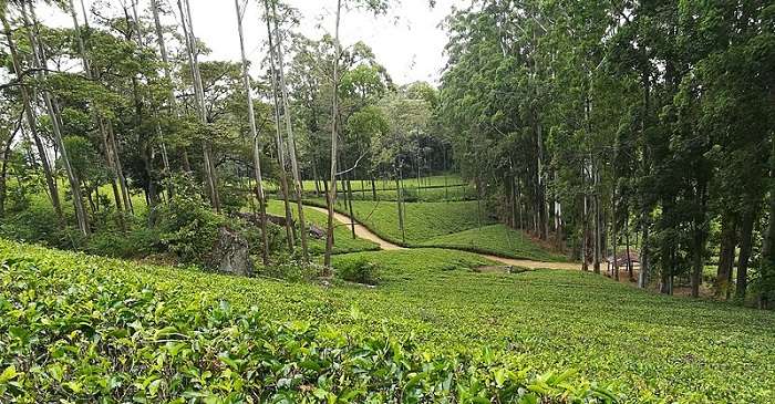 Bluefield Tea Garden Offers An Enchanting Adventure