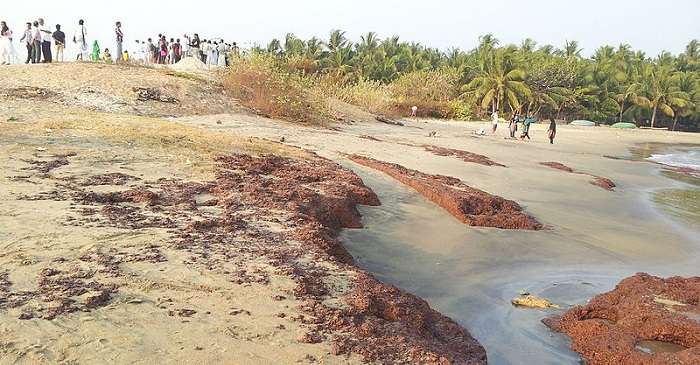 Chaliyam Beach Will Charm You With Its Tranquility