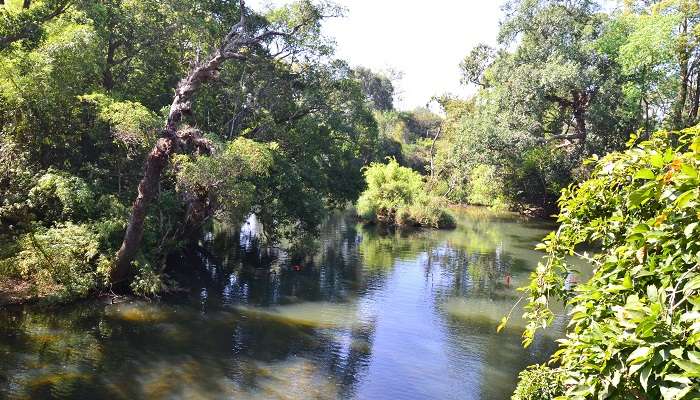 Nisargadhama Coorg Tour Where Nature's Whispers Heal The Soul