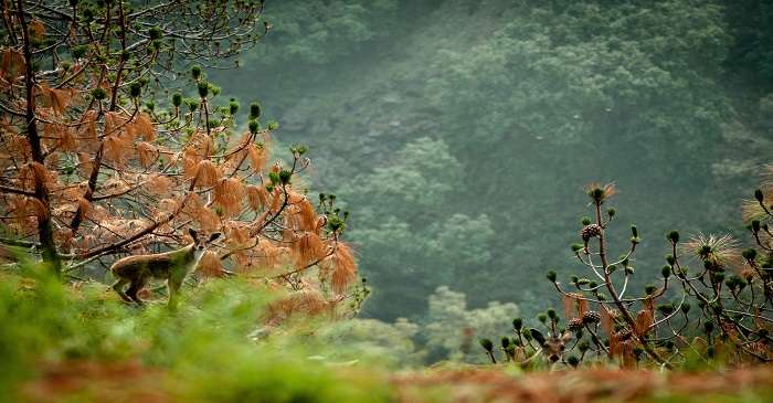 Chail Sanctuary: An Guide For Tourists To Experience The Adventure