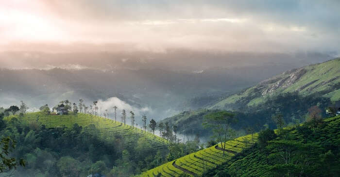 Tea Castle Resort Munnar: Stay, Dining & Nearby Attractions