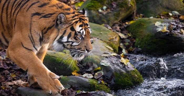 Tiger Kingdom In Thailand A Paradise For Tiger Lovers