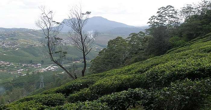 Damro Labookellie Tea Centre And Tea Garden With A Complete Guide
