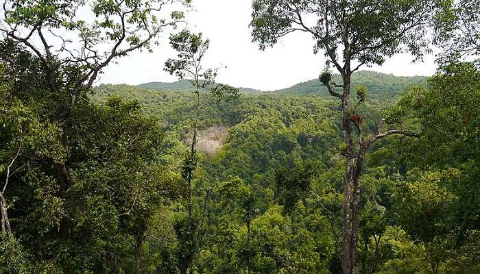 Anshi National Park For The Perfect Vacation In Karnataka In 2026