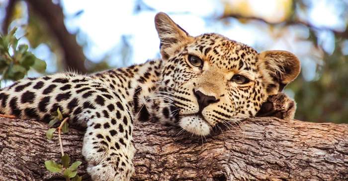 Nilgiri Biosphere Nature Park | First Biosphere Reserve Of India