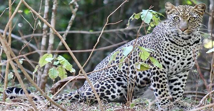 Marsabit National Park Is An Ideal Vacation In Northern Kenya In 2026