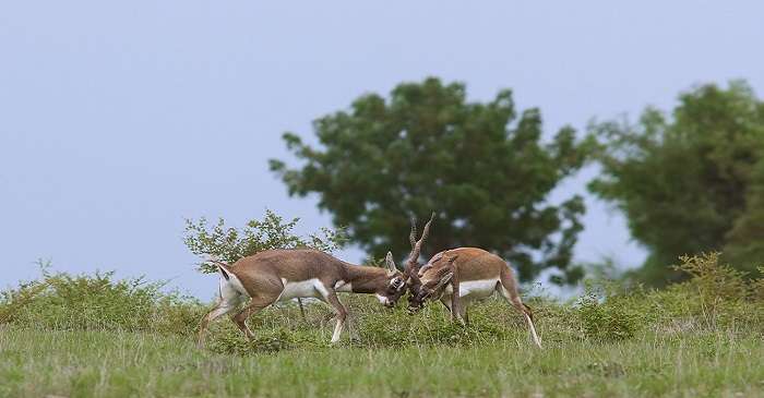 Rollapadu Wildlife Sanctuary A Must-See Nature’s Retreat