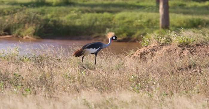 Shaba National Reserve Wth An Ultimate Guide For Tourists In 2026