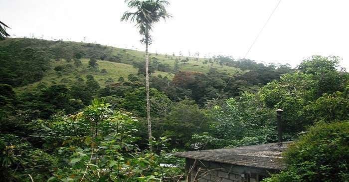 Vandiperiyar Your Ultimate Vacation Guide To Visit In Kerala In 2025