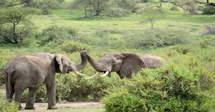Ralamandal Wildlife Sanctuary To Explore Flora And Fauna In 2026