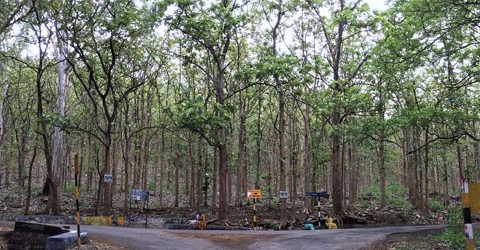 Kottachedu Teak Forest Challenges Your Inner Adventurer