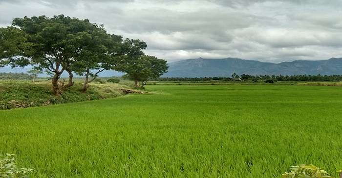 Cottages In Pollachi Guide For A Memorable Stay In 2026