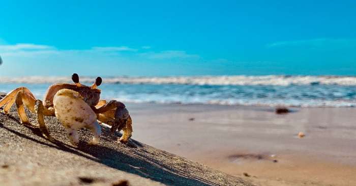 Suryalanka Beach Offers You To Experience Serenity And Peace In 2026